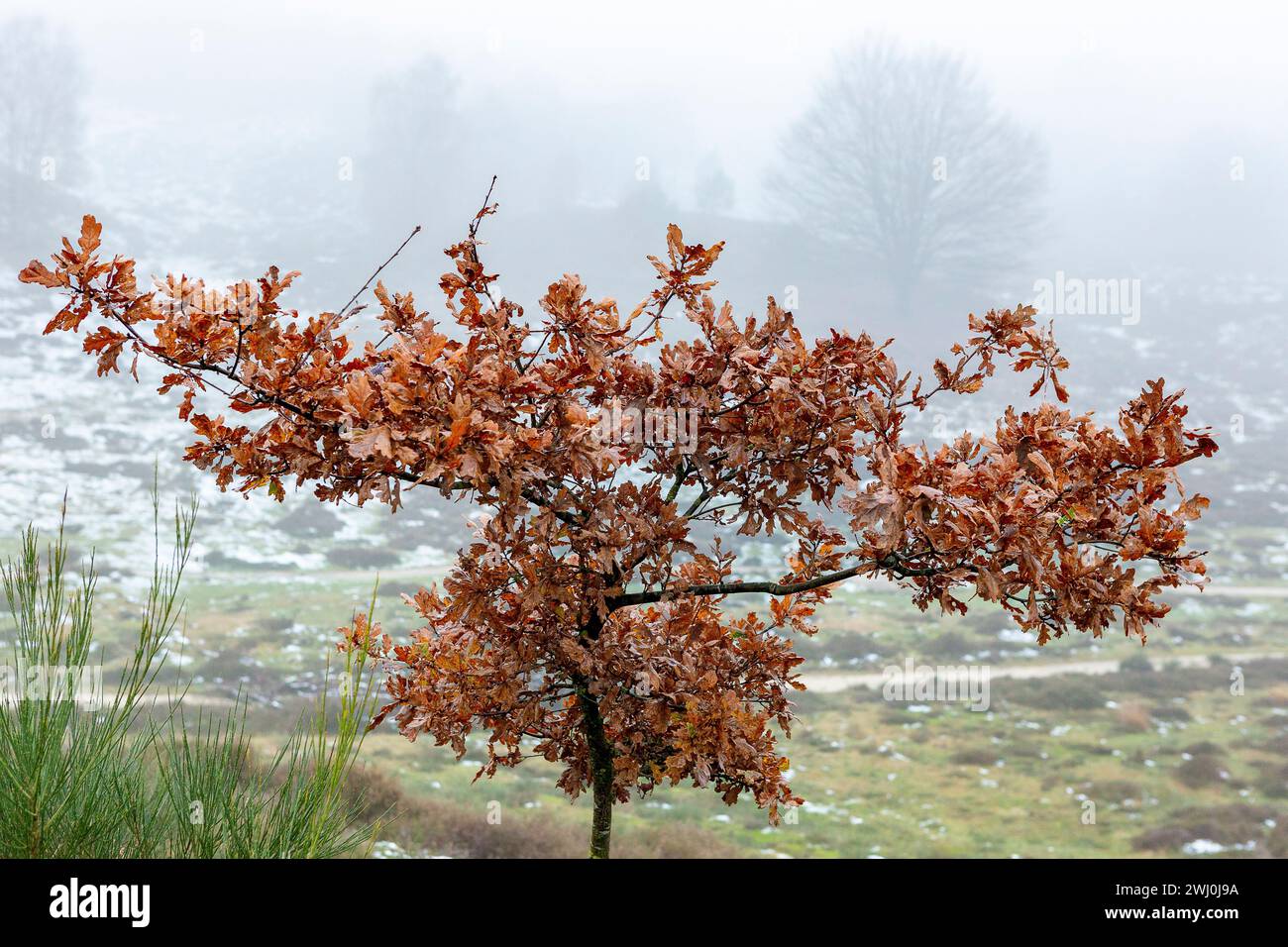Dutch moorland landscape with a single tree with meandering branches ...