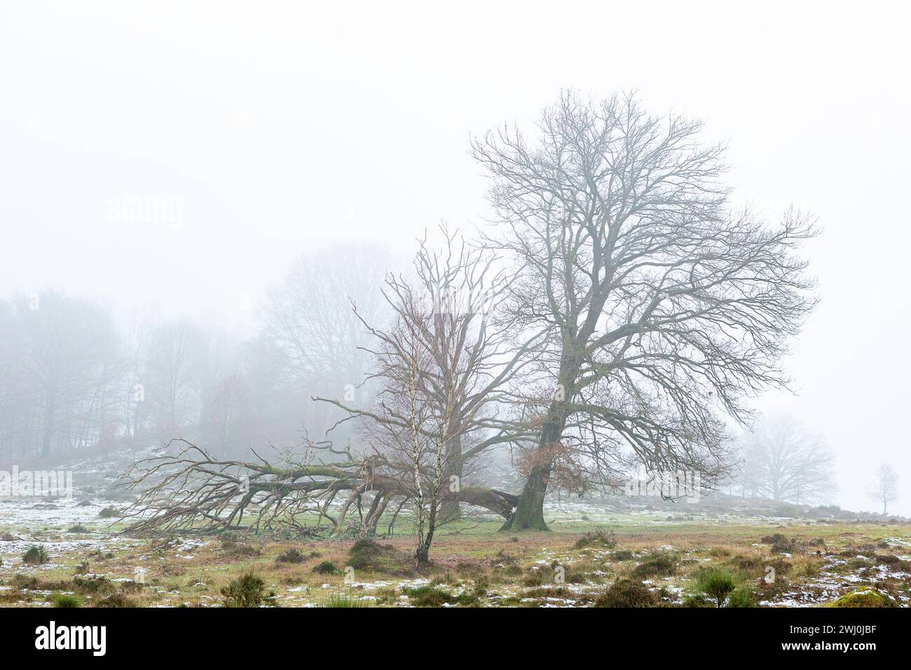 Dutch moorland landscape with a single tree with meandering branches ...