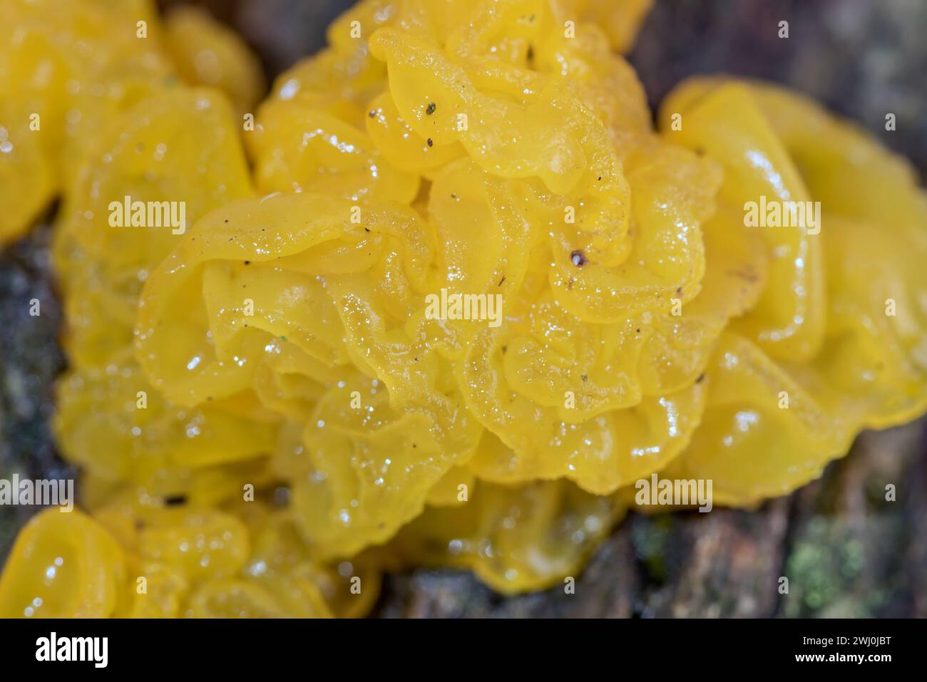 Golden yellow trembling am deciduous tree hi-res stock photography and ...