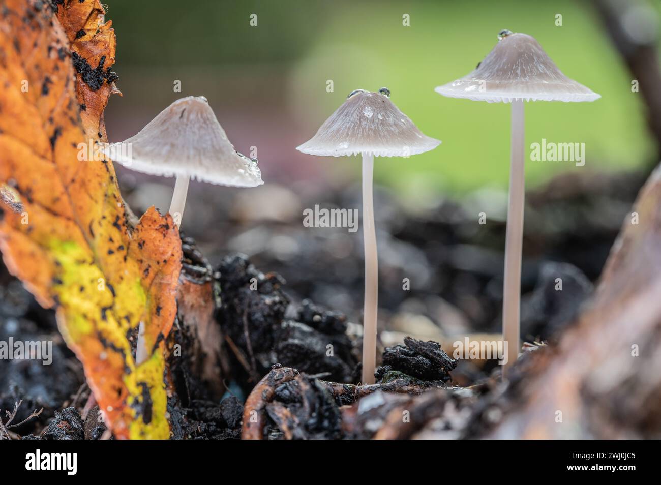 Pink leaved helminth in the wet bed hi-res stock photography and images ...
