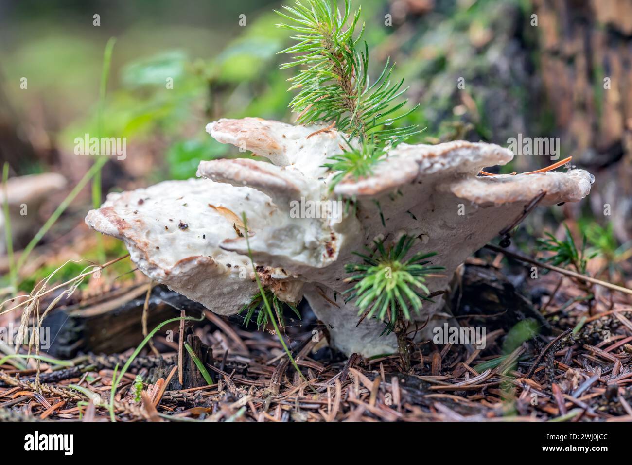 White tufted rasling Stock Photo - Alamy