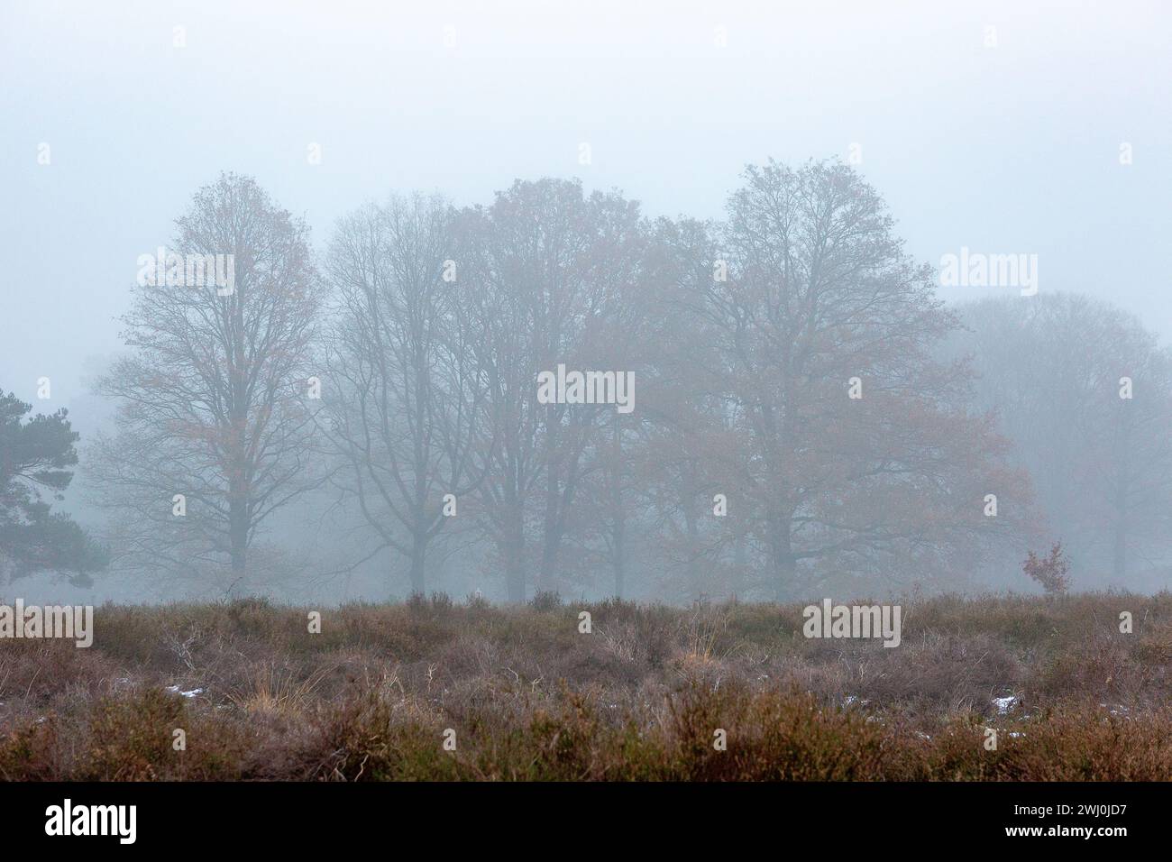 Dutch moorland landscape with a single tree with meandering branches ...