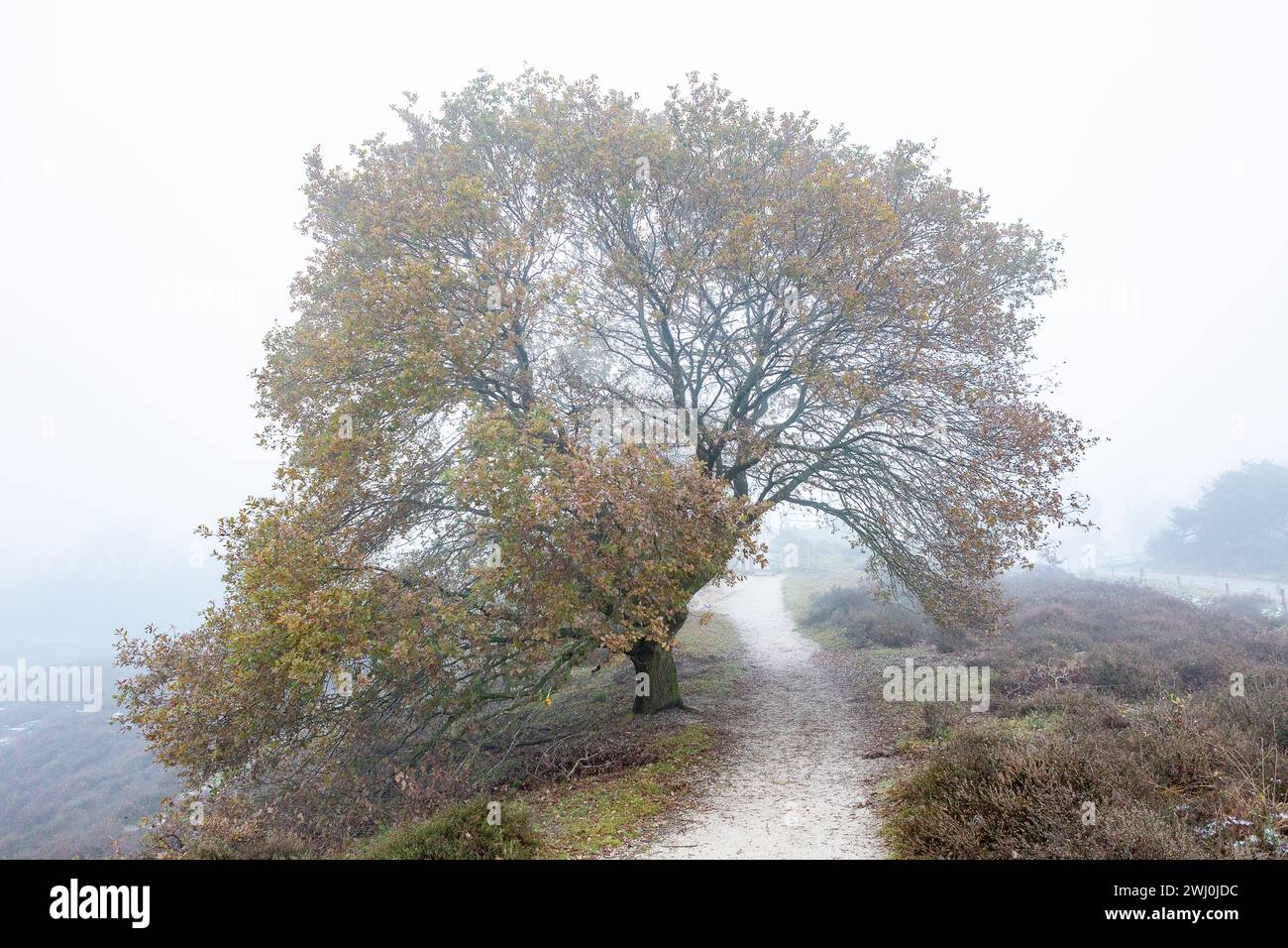 Dutch moorland landscape with a single tree with meandering branches ...