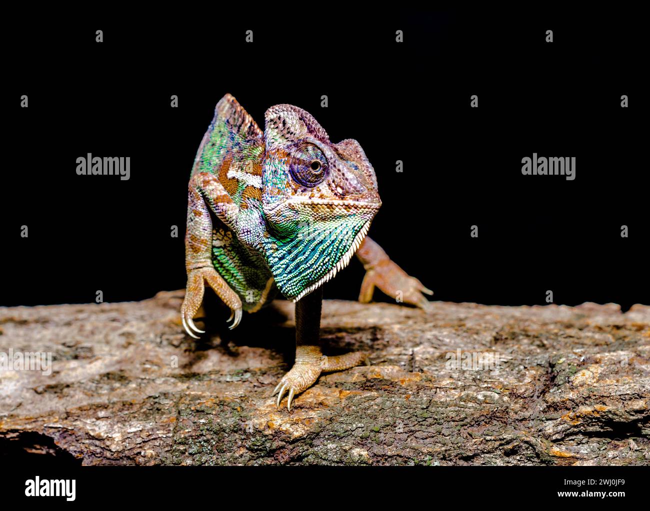 bright female Yemen chameleon on a tree on a black background Stock ...