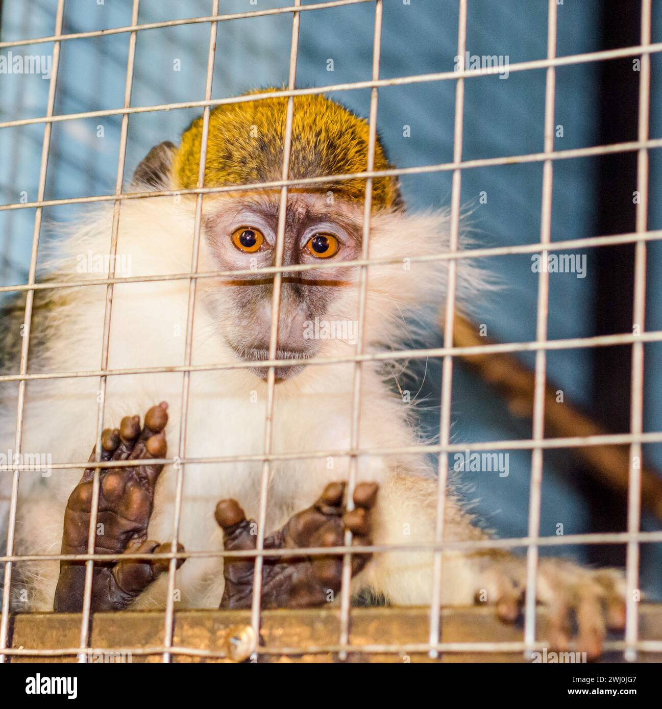 Green monkey looks sadly through the cage Stock Photo - Alamy