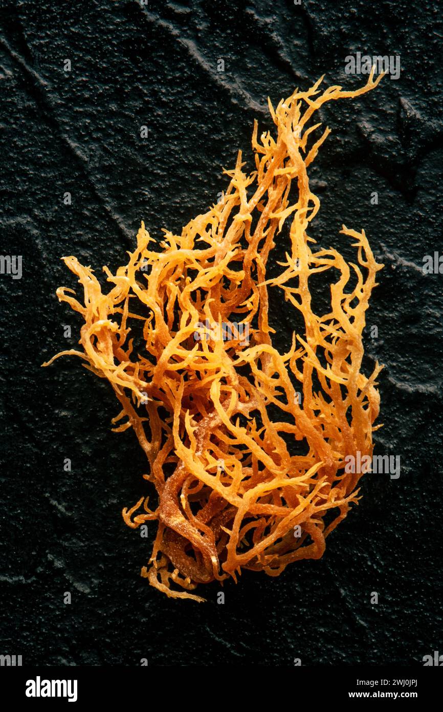 Irish sea moss. Chondrus Crispus, healthy organic raw seaweed, a close ...