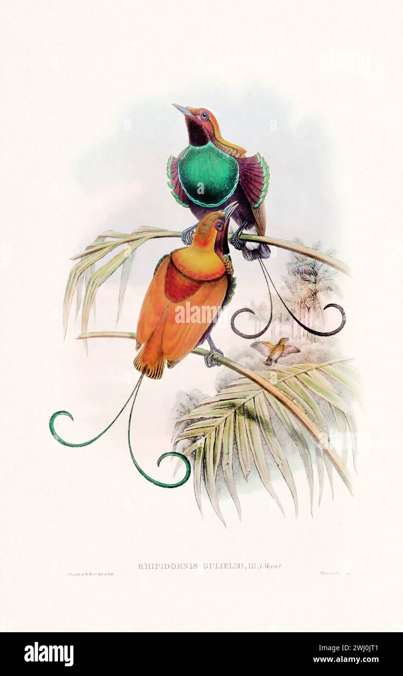 Vintage Bird of the Paradise illustration from the 1800s. A vibrant and ...