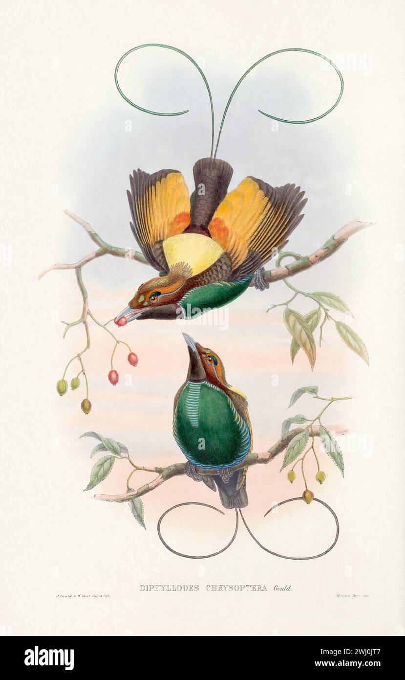 Vintage Bird of the Paradise illustration from the 1800s. A vibrant and ...