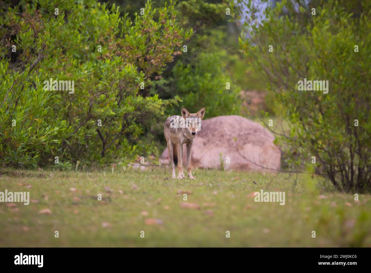Indian Wolf, Canis lupus pallipes, wolf, female, Karnataka, India Stock ...