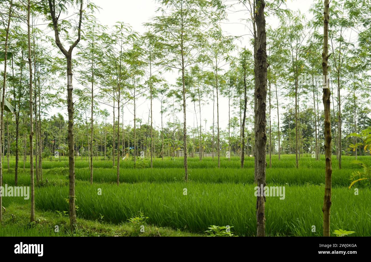 dry rice plants in the green and beautiful village residents ...
