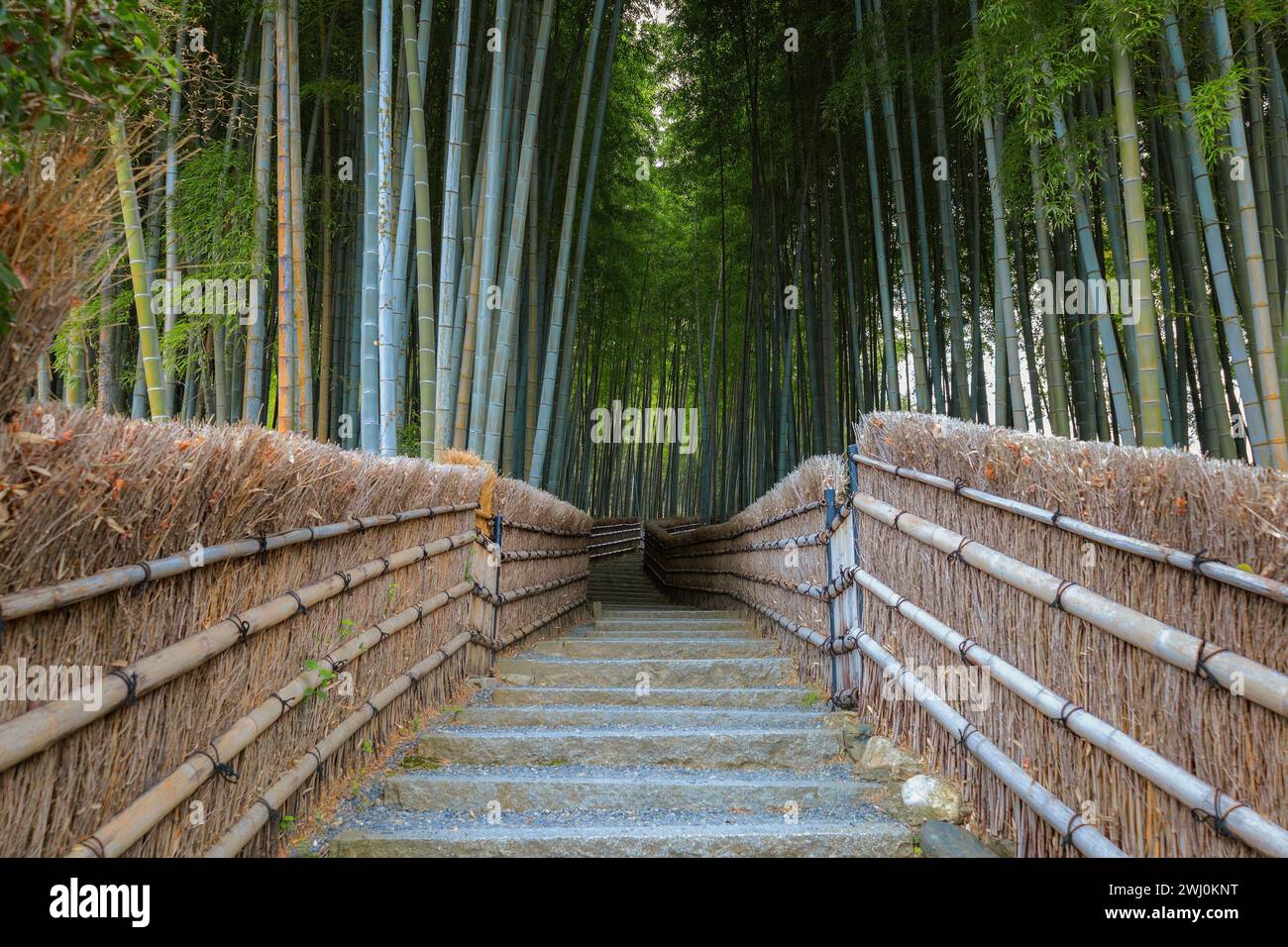 A Bamboo Grove at Adashino Nenbutsuji Temple in Kyoto, Japan Stock ...