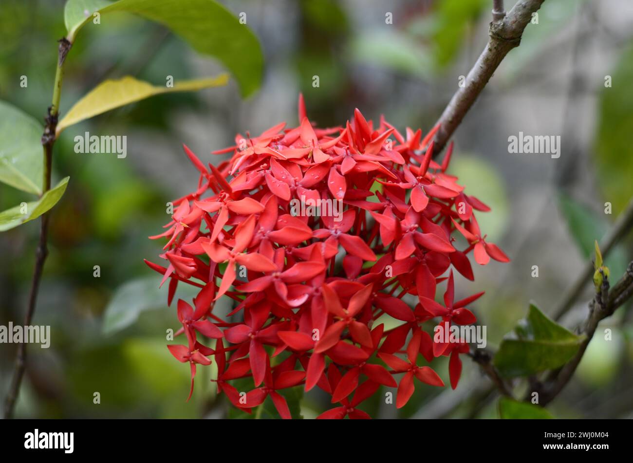 dry rice plants in the green and beautiful village residents ...