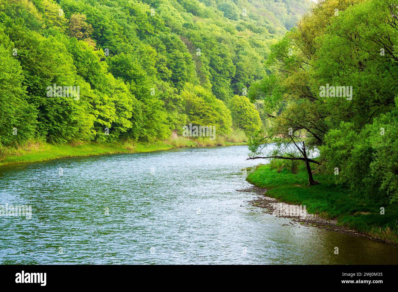 nature landscape with river in spring. green scenery with forested ...