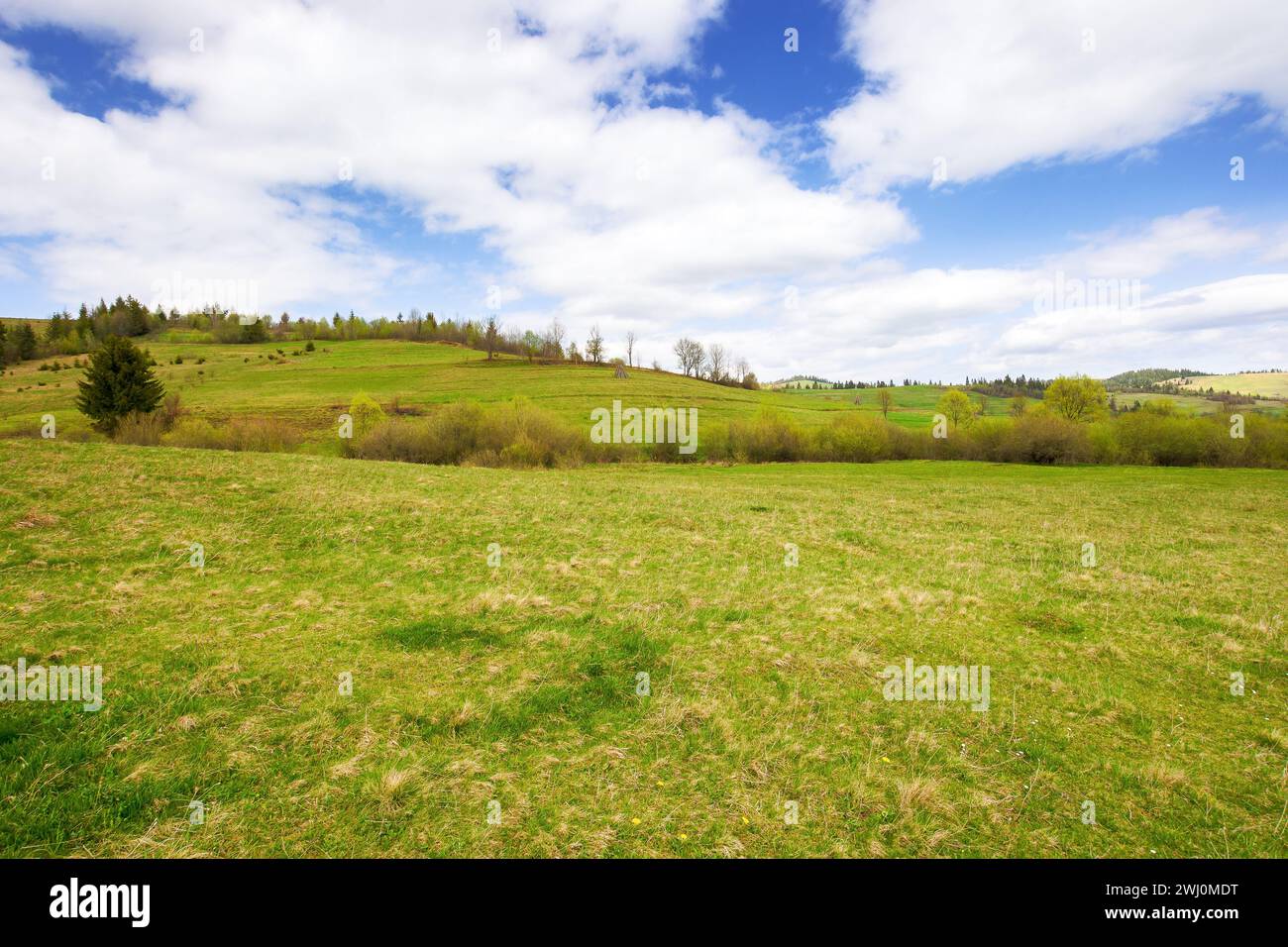 grassy meadow of the hilly rural landscape in spring. beautiful ...