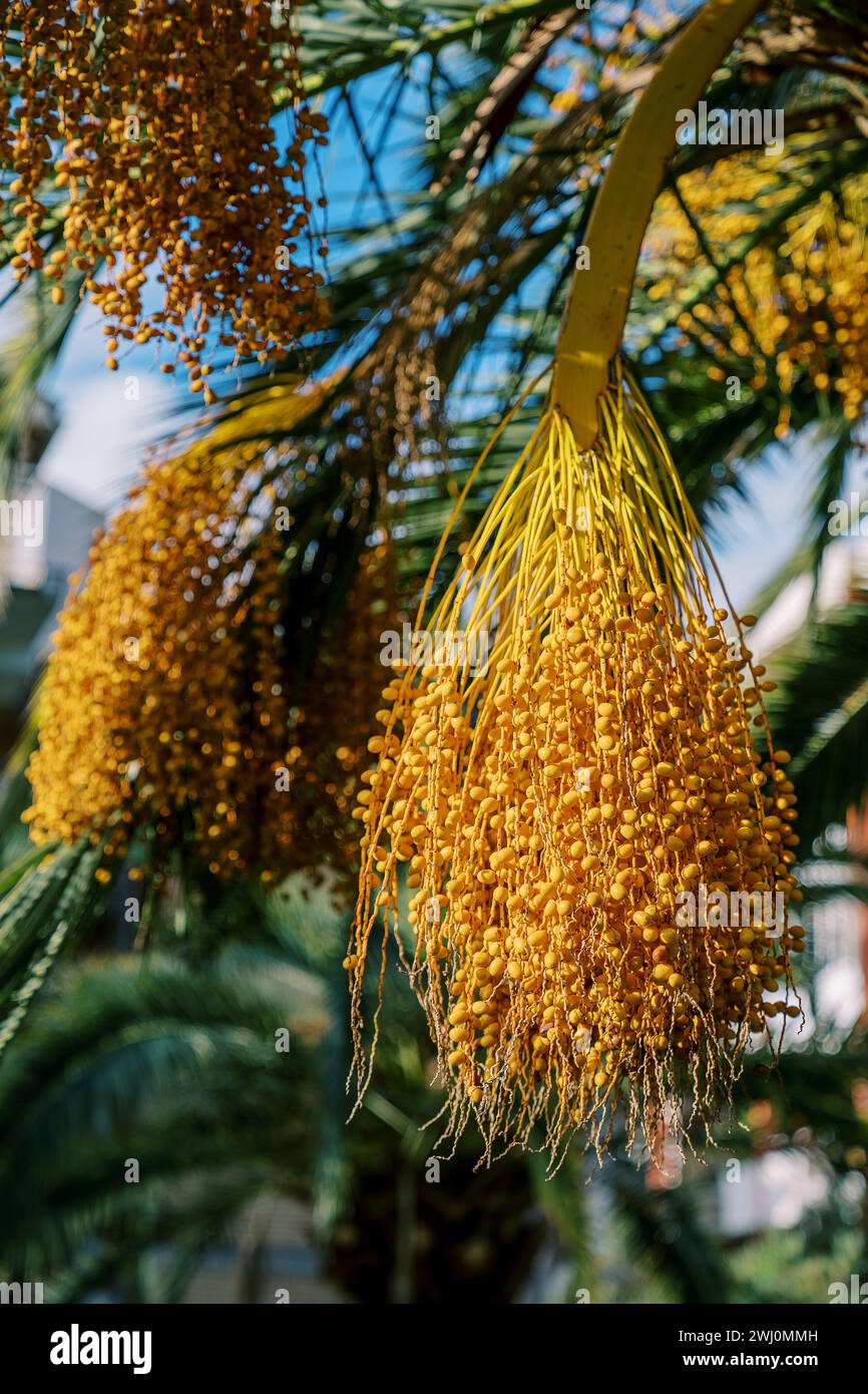 Clusters of yellow fruits hi-res stock photography and images - Alamy