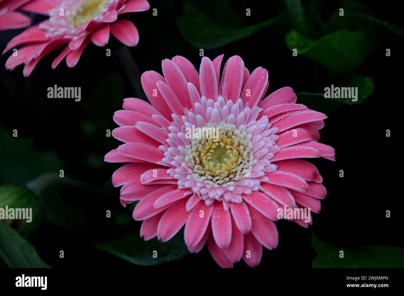Single Pink Gerbera Garvinea 'Sweet Memories' (Garsweetmemo) Flower ...