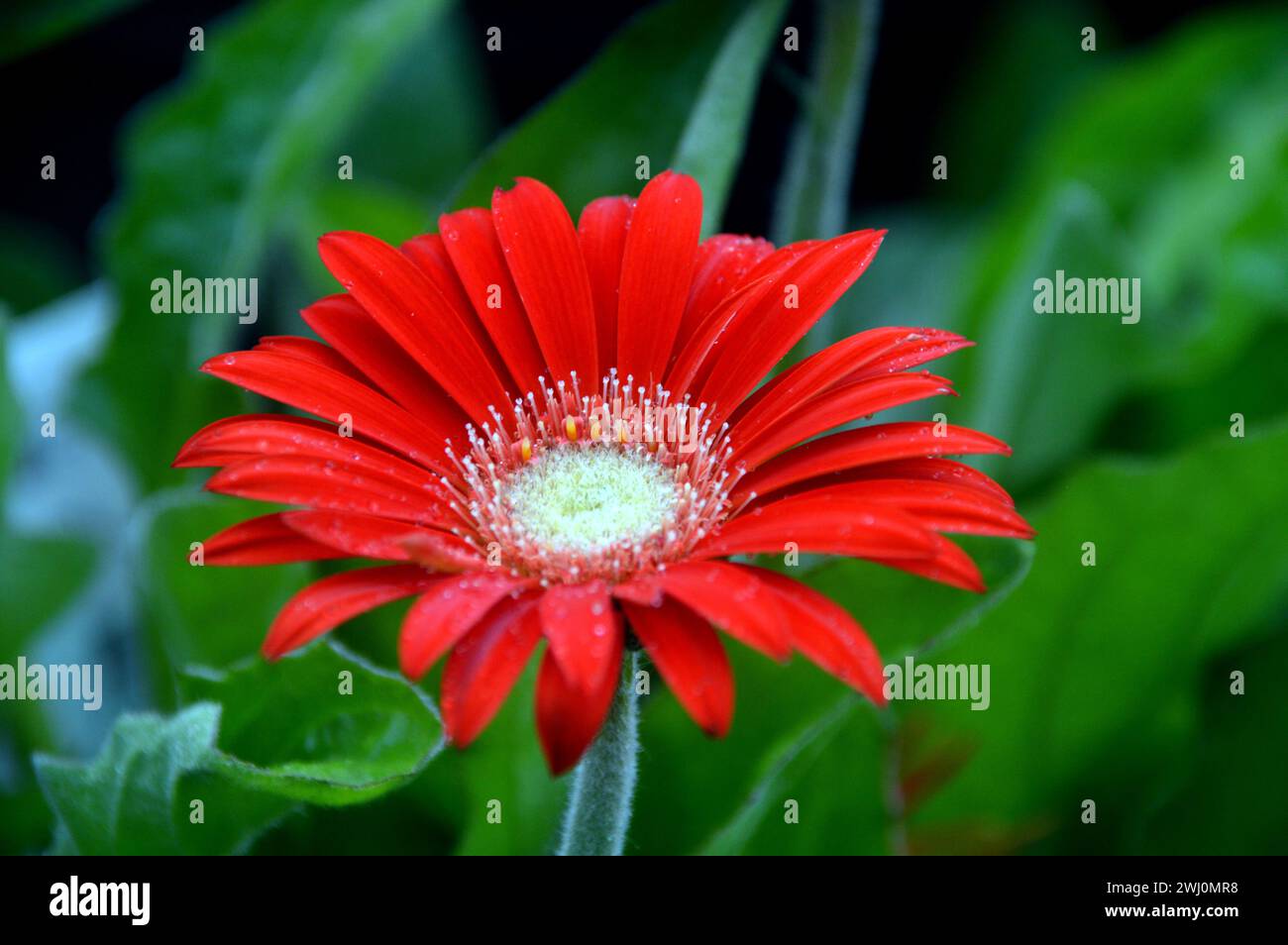 Single Red Gerbera Garvinea 'Sweet Love' (Garswlove) Flower grown in a ...