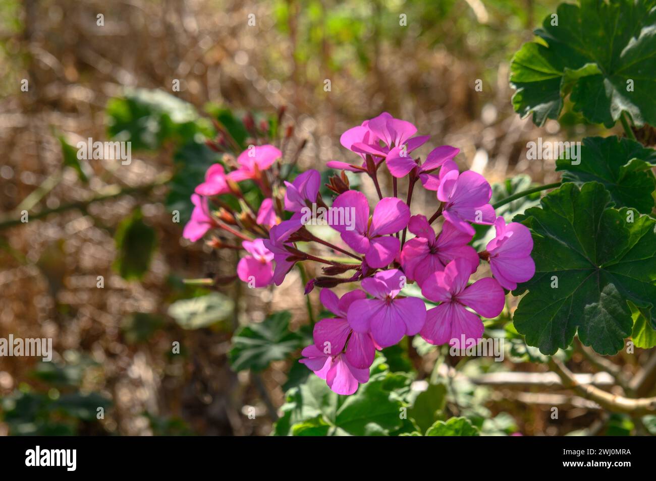 Dwarf geranium hi-res stock photography and images - Alamy