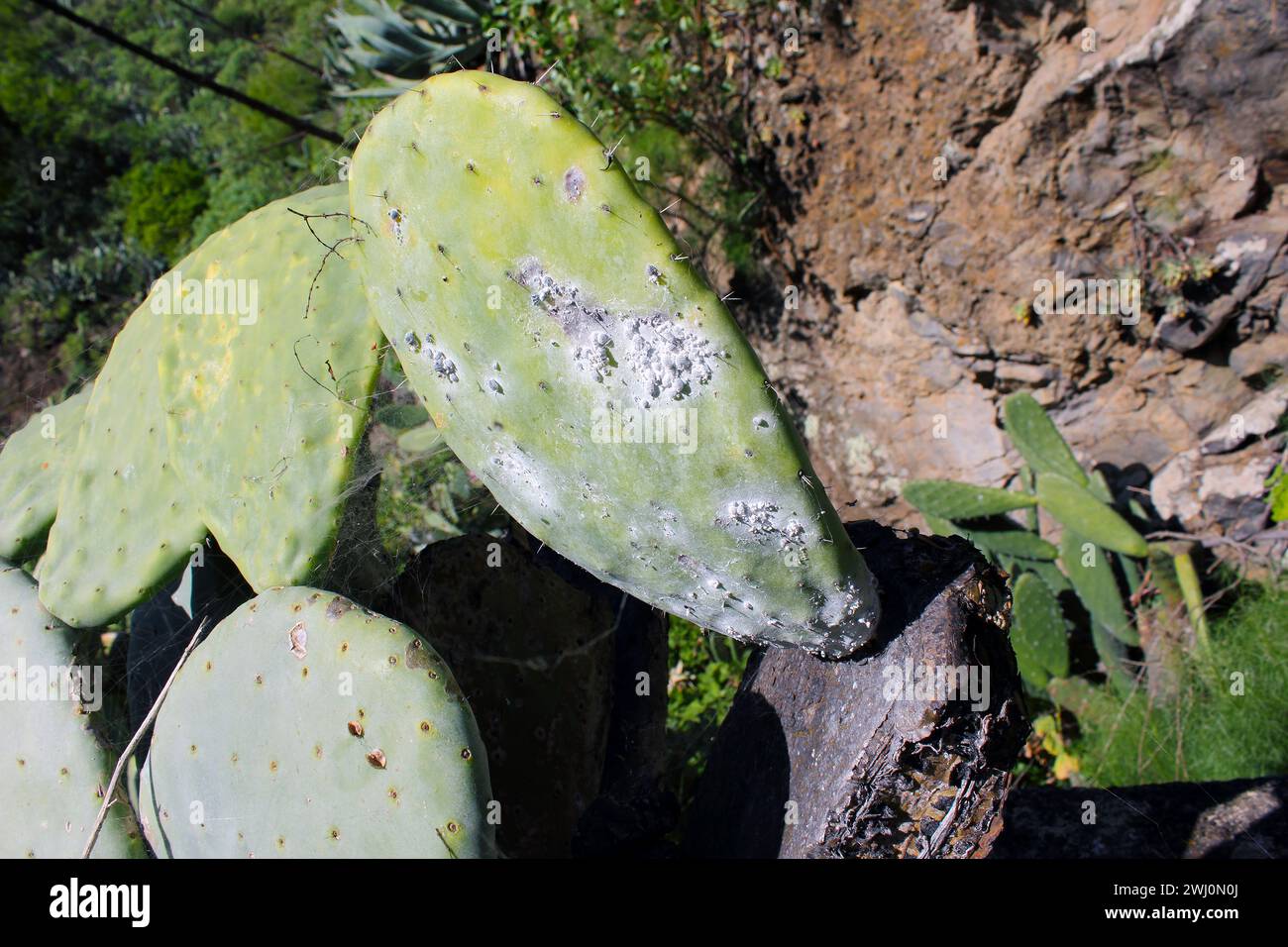 Opuntia cochineal scale (Dactylopius coccus) on the leaf of an Opunitie ...