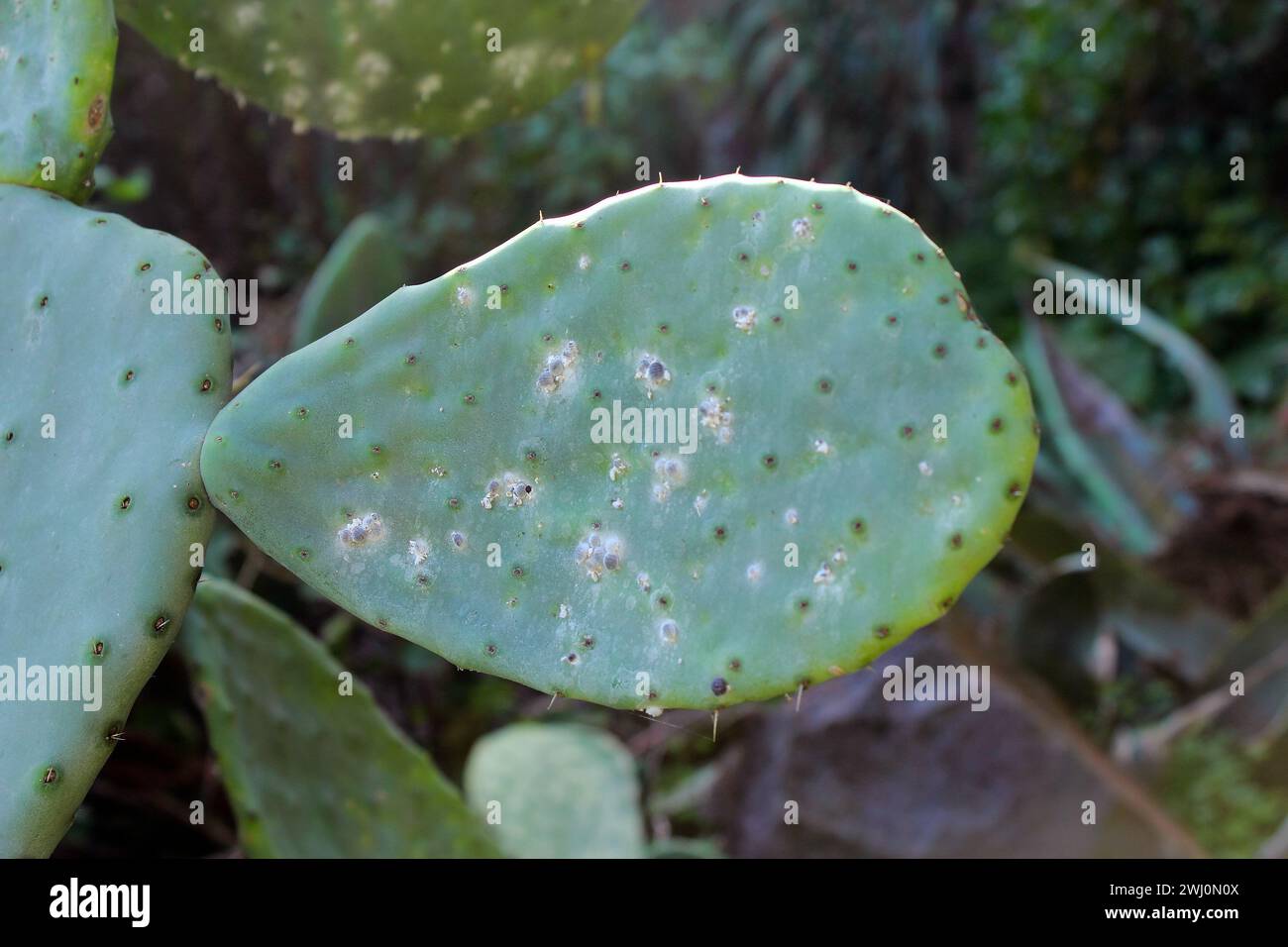 Opuntia cochineal scale (Dactylopius coccus) on the leaf of an Opunitie ...