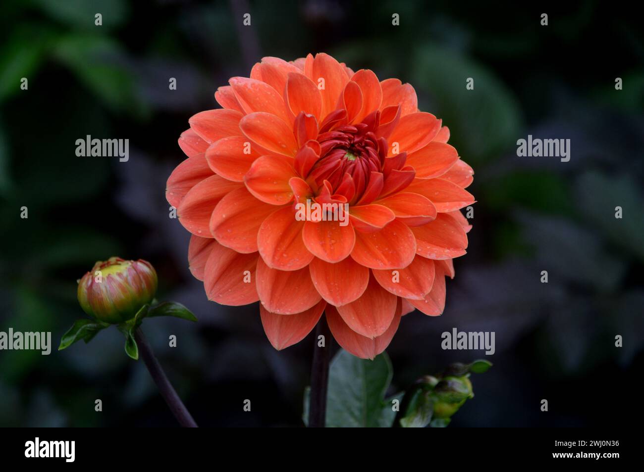 Dahlia maxi mango hi-res stock photography and images - Alamy