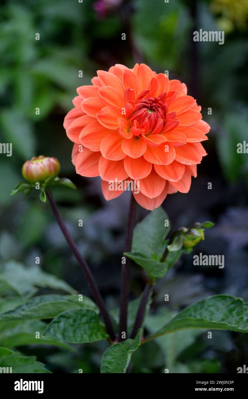 Dahlia maxi mango hi-res stock photography and images - Alamy