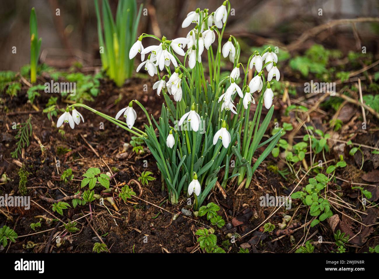 Gallaanthus hi-res stock photography and images - Alamy