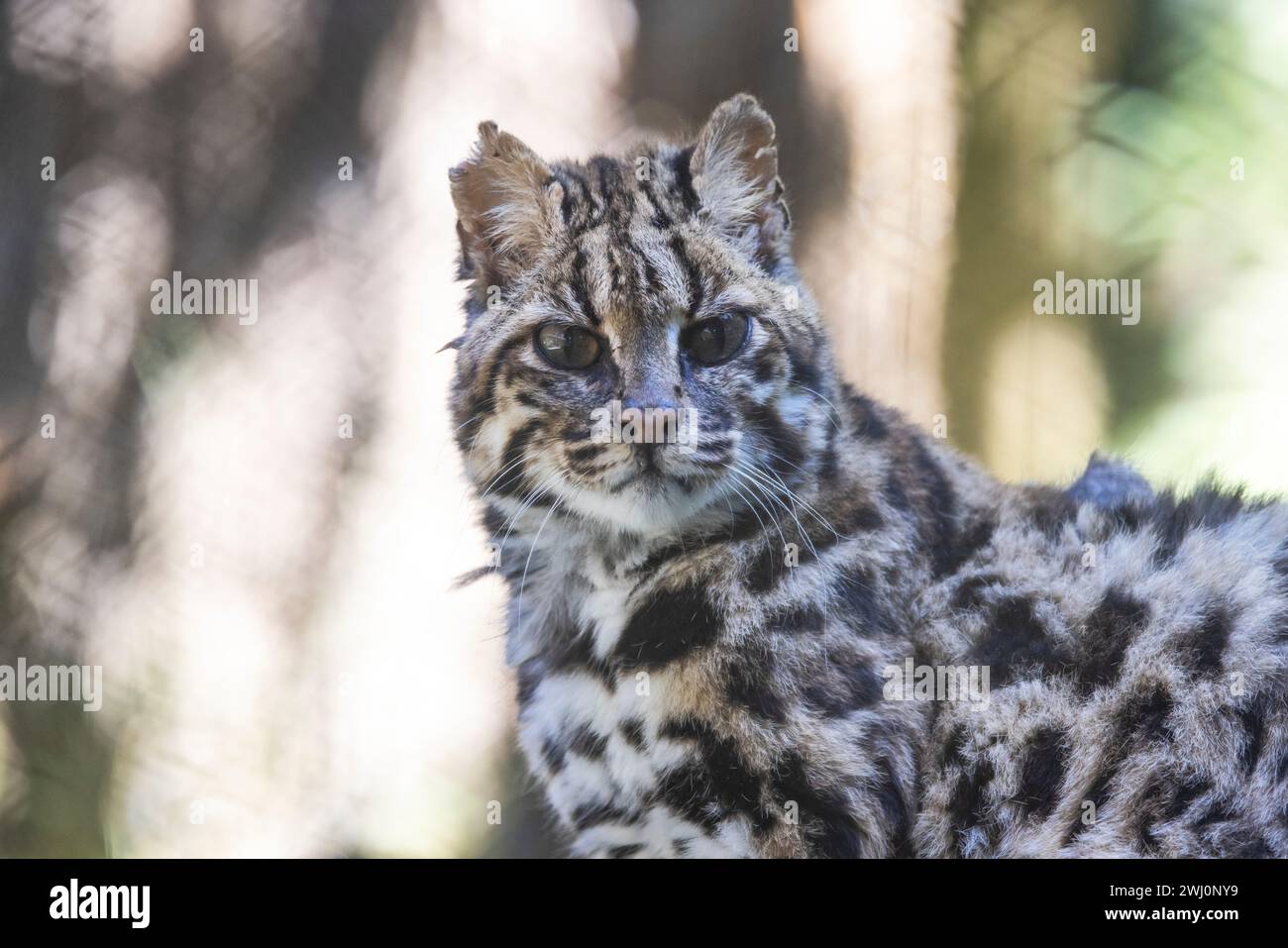 Leopard Cat, Prionailurus bengalensis, Sikkim, India Stock Photo - Alamy