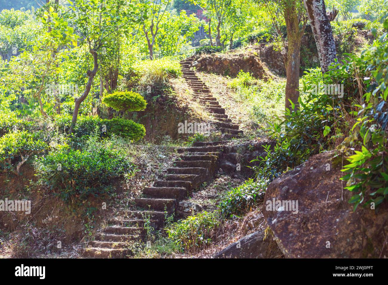 Old staircase among nature hi-res stock photography and images - Alamy