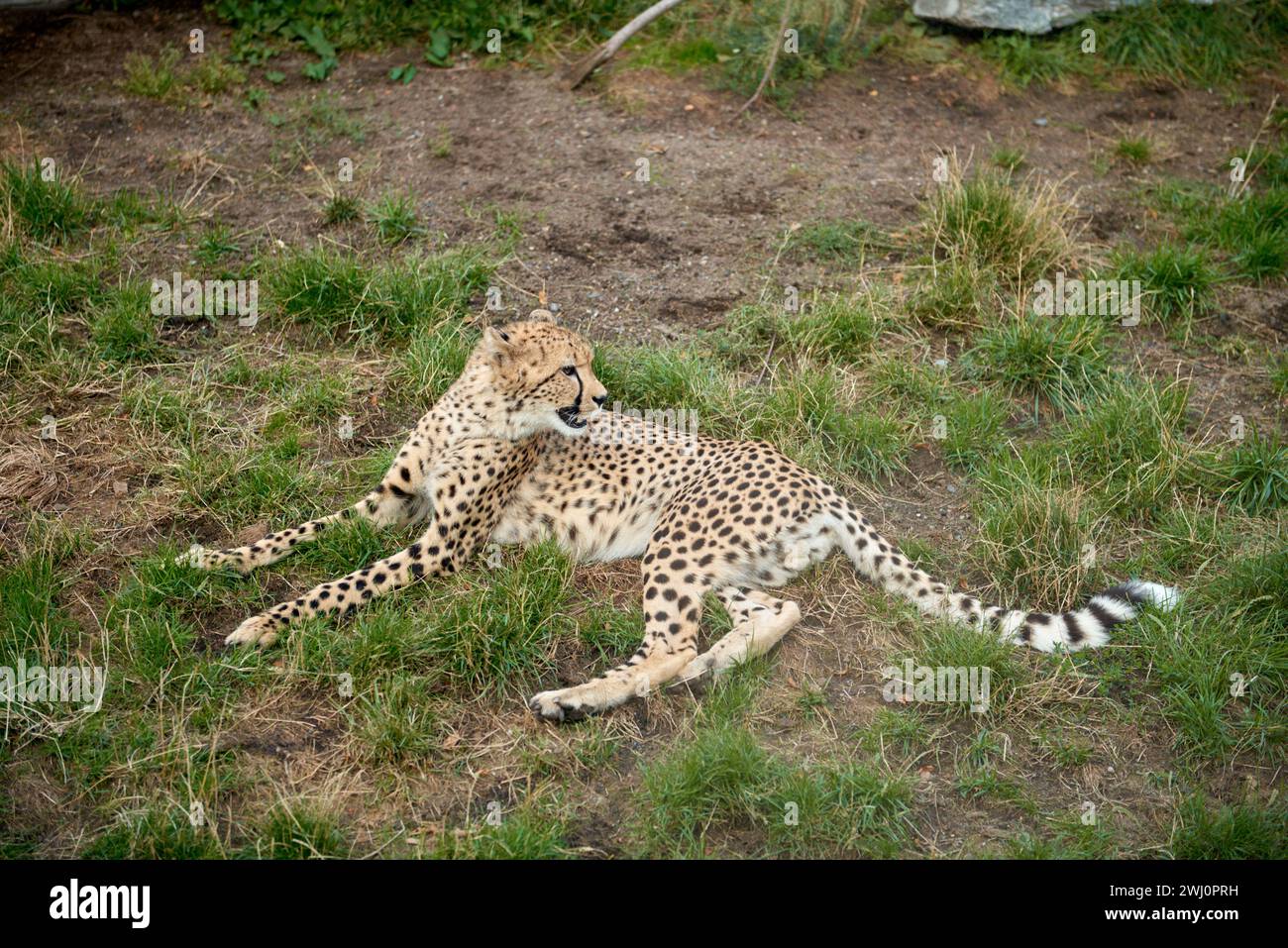 Majestic Predator Leopard Resting in the Wild. Graceful Leopard ...