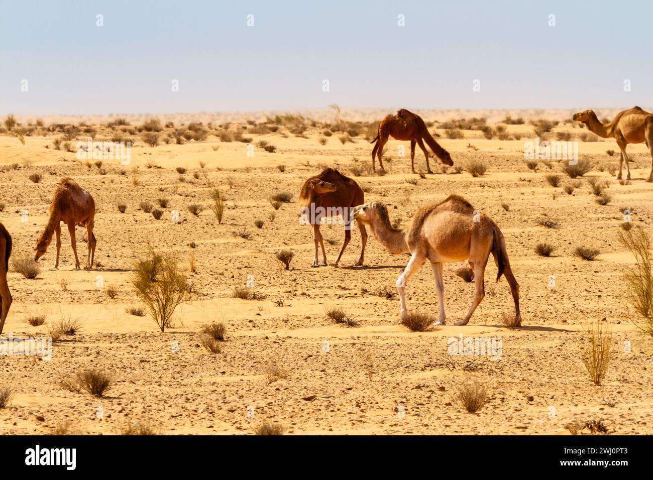 Wild dromedary camels grazing hi-res stock photography and images - Alamy