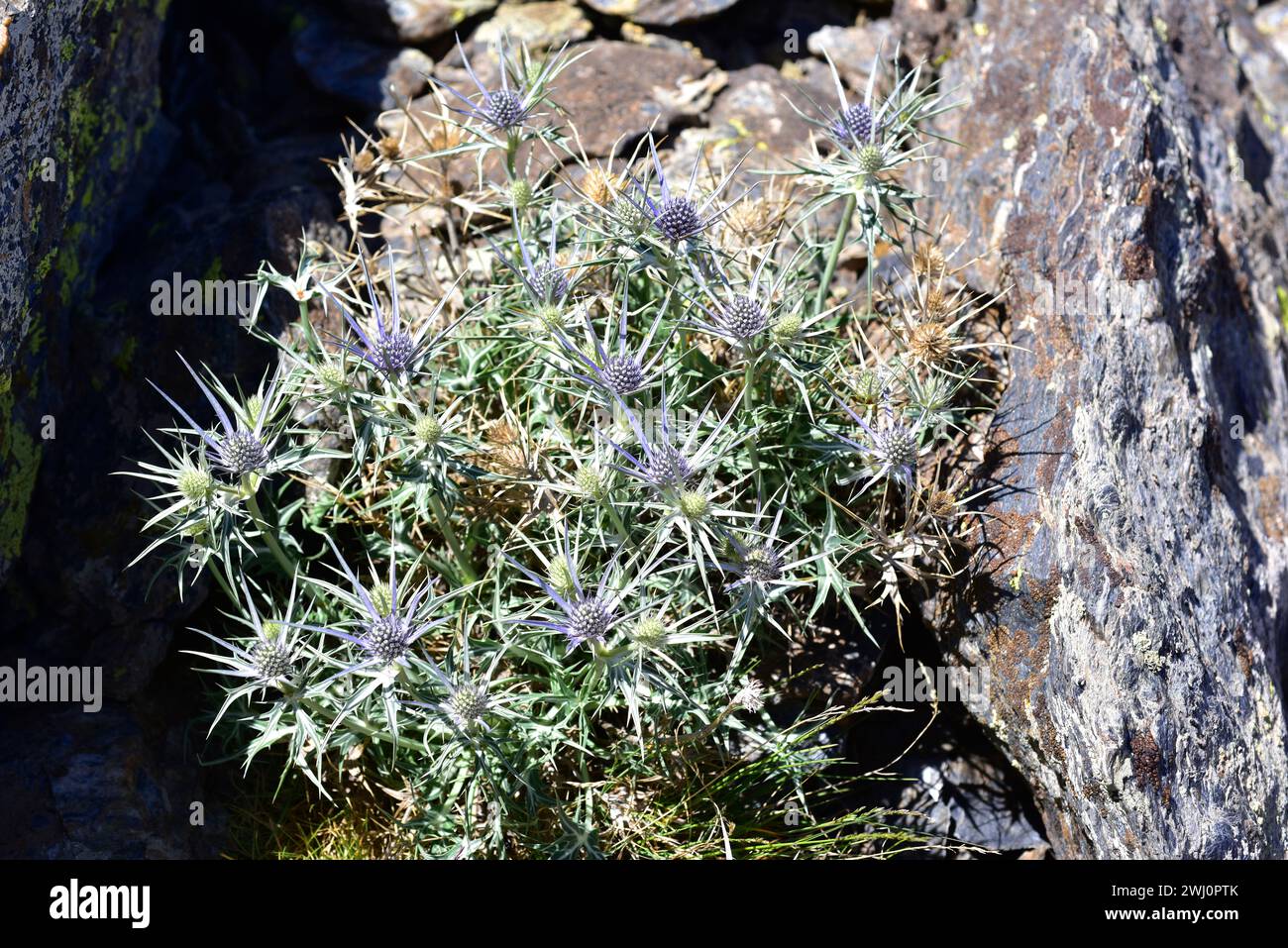 Cardo azul (Eryngium glaciale) is a spiny perennial plant endemic to ...