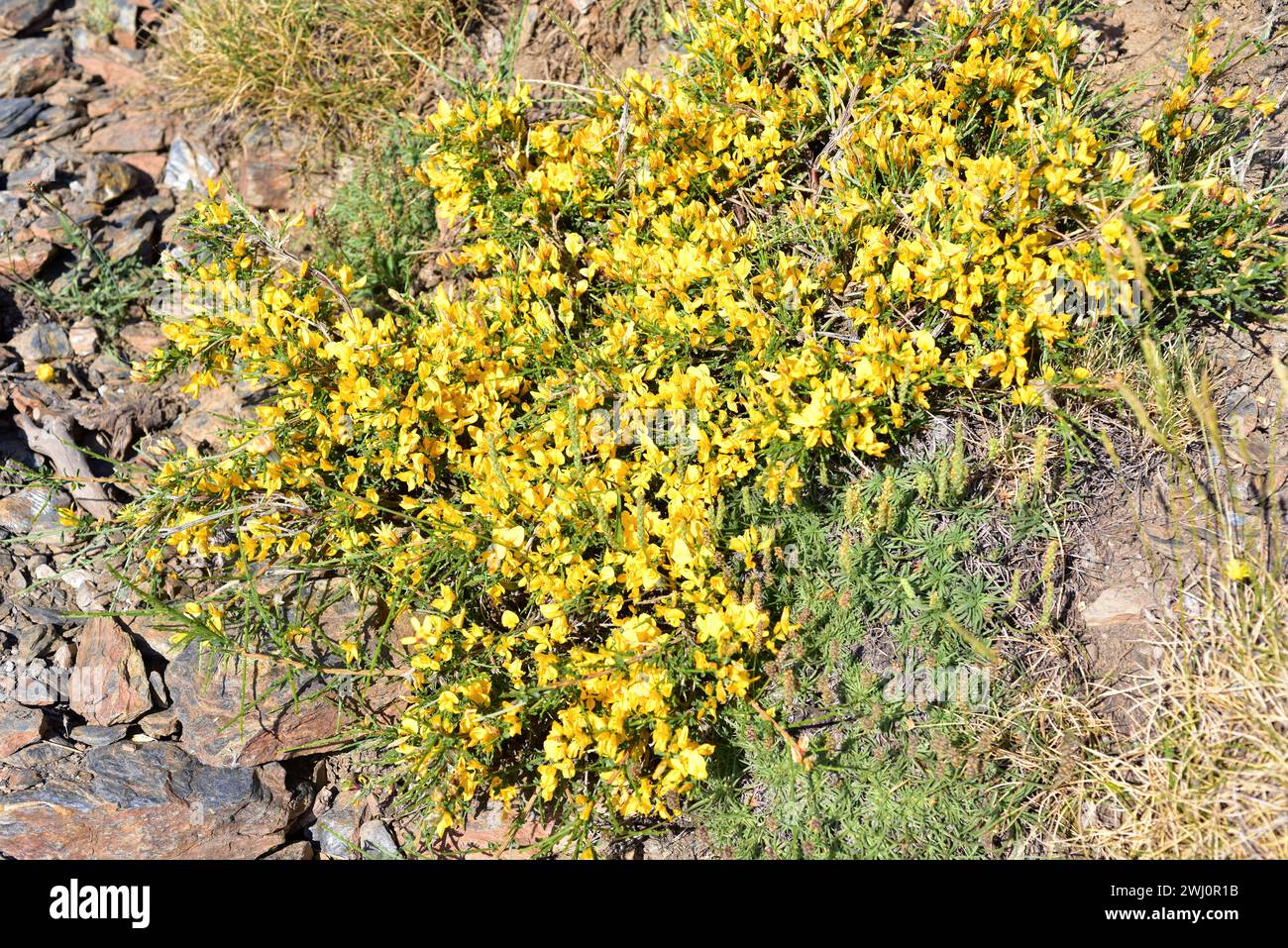 Aulaga morisca hi-res stock photography and images - Alamy