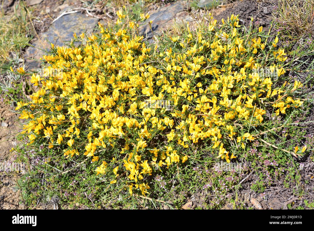 Aulaga morisca hi-res stock photography and images - Alamy