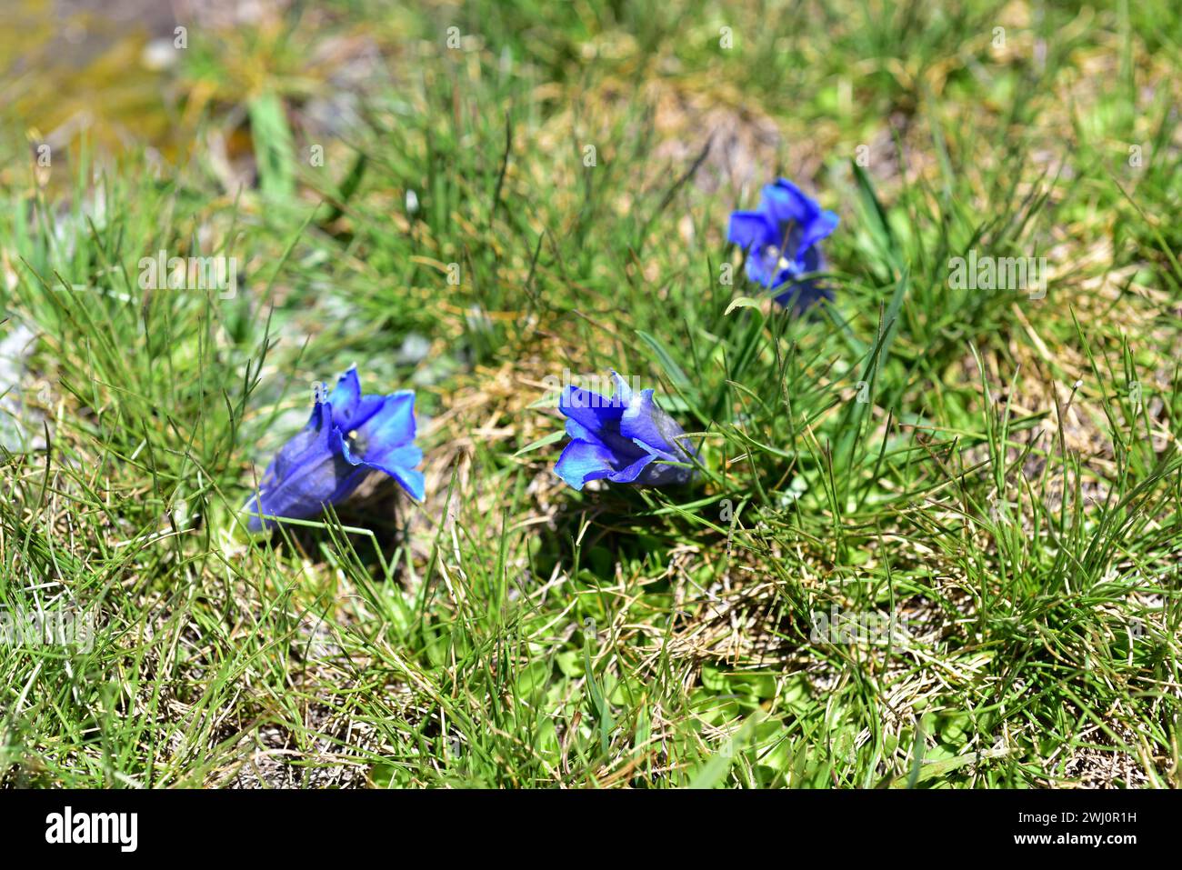 Gentiana alpina is an annual plant native to Alps, Pyrenees and Sierra ...