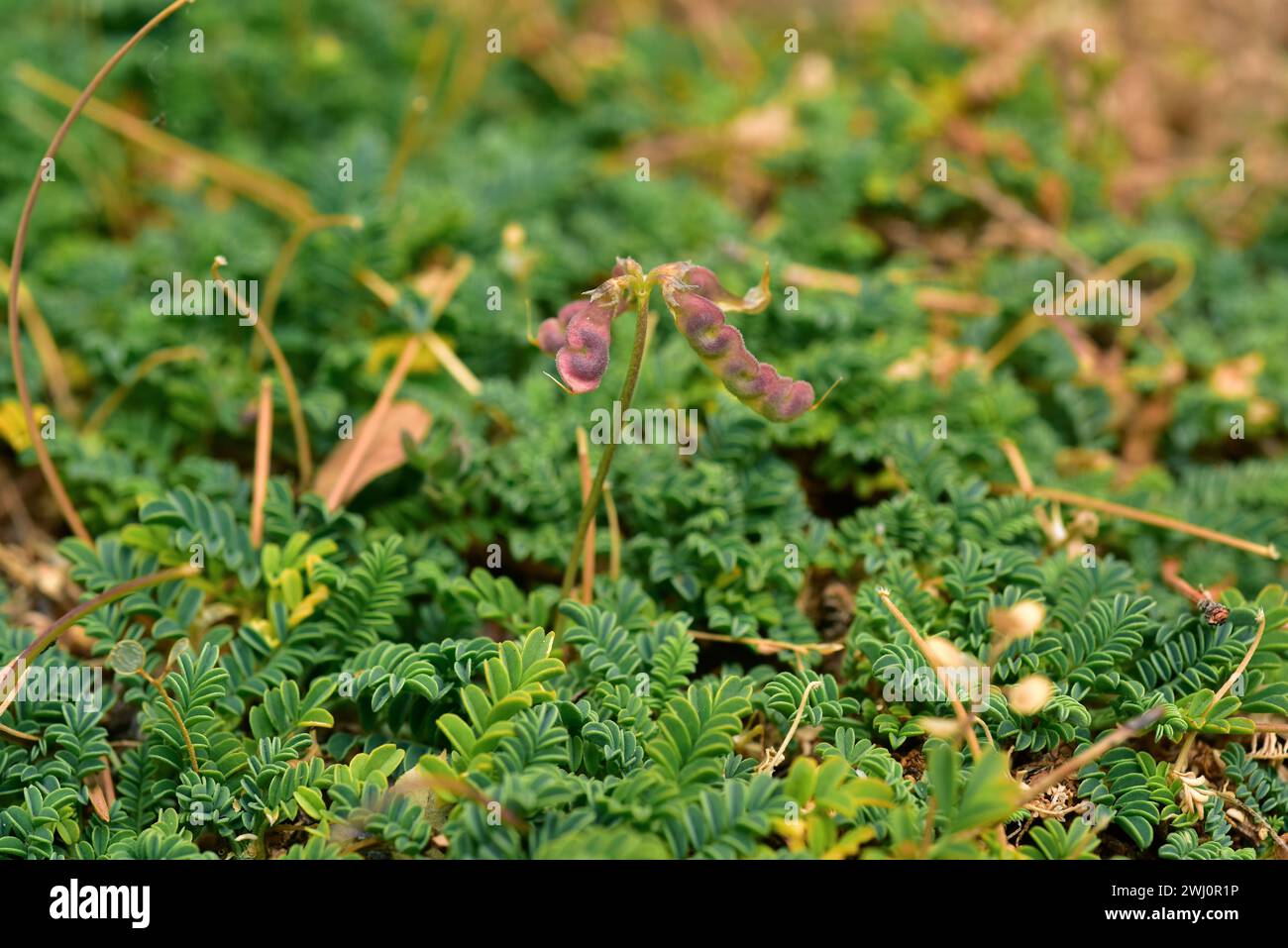 Hippocrepis prostrata hi-res stock photography and images - Alamy