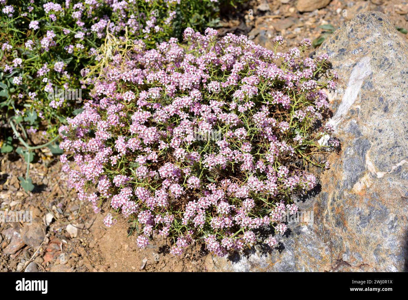 Rascaculos (Hormathophylla spinosa, Alyssum spinosum or Ptilotrichum ...