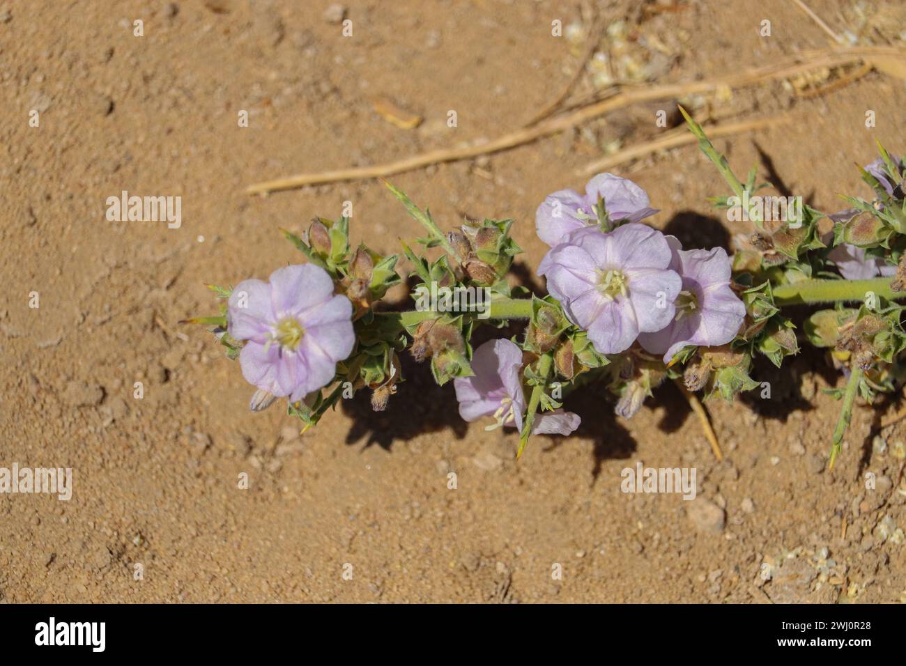 flowers of convolvulus hystrix plant Stock Photo - Alamy