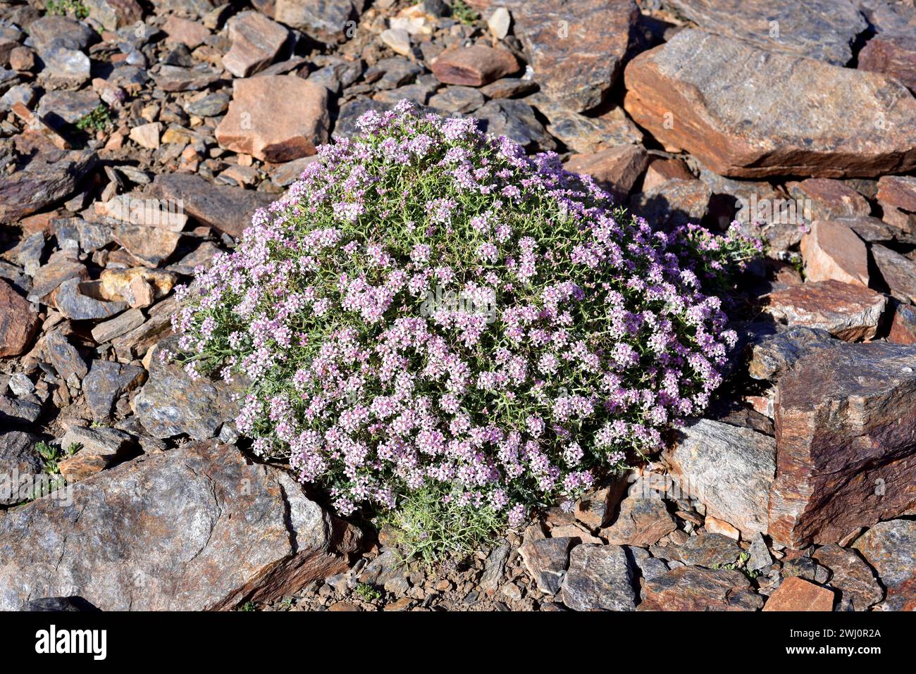 Rascaculos (Hormathophylla spinosa, Alyssum spinosum or Ptilotrichum ...