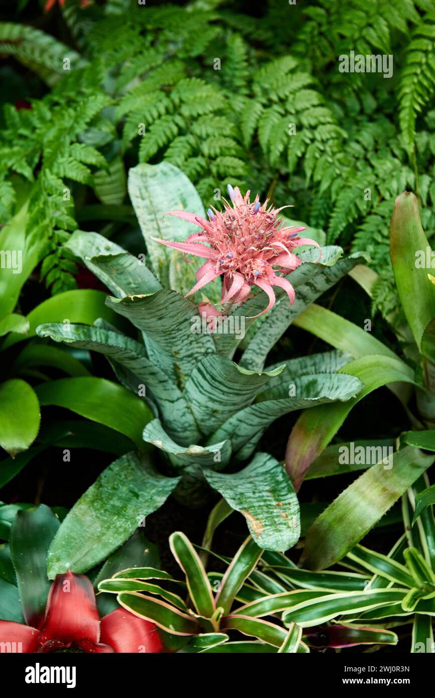 Aechmea Elegance: Discovering the Beauty of Bromeliads. The vibrant ...