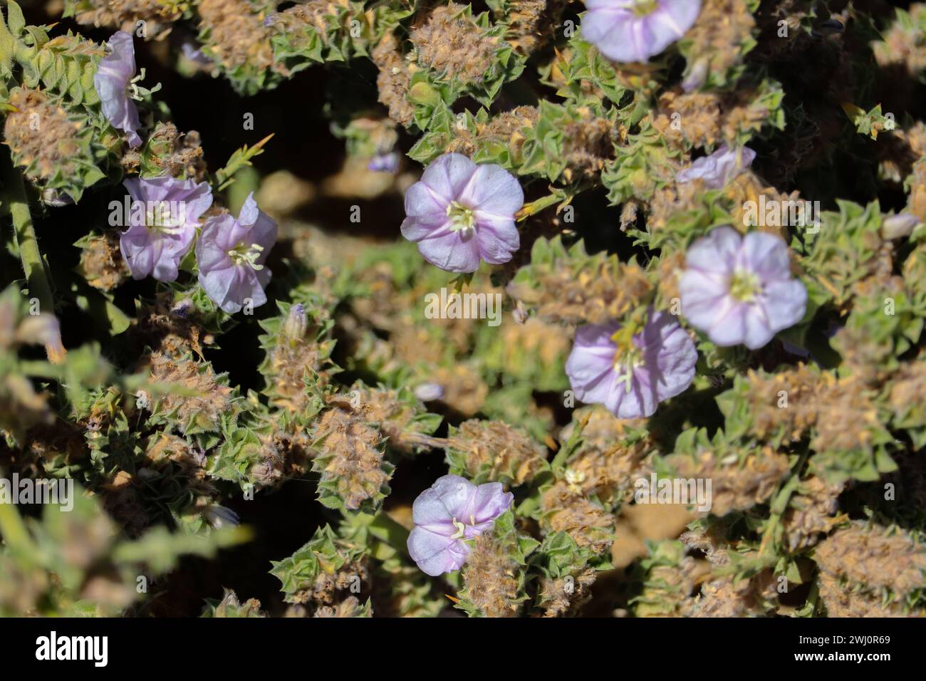 flowers of convolvulus hystrix plant Stock Photo - Alamy