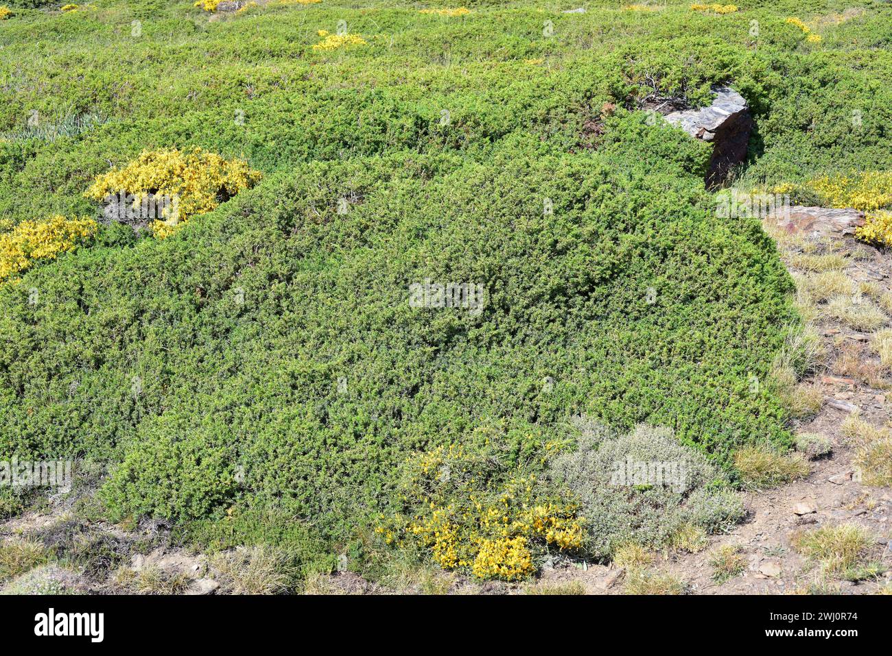 Prostrate juniperus (Juniperus communis alpina) is a shrub that grows ...