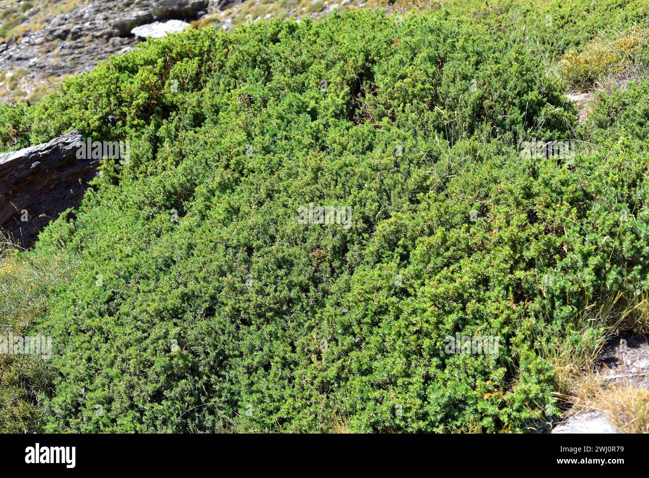 Prostrate juniperus (Juniperus communis alpina) is a shrub that grows ...