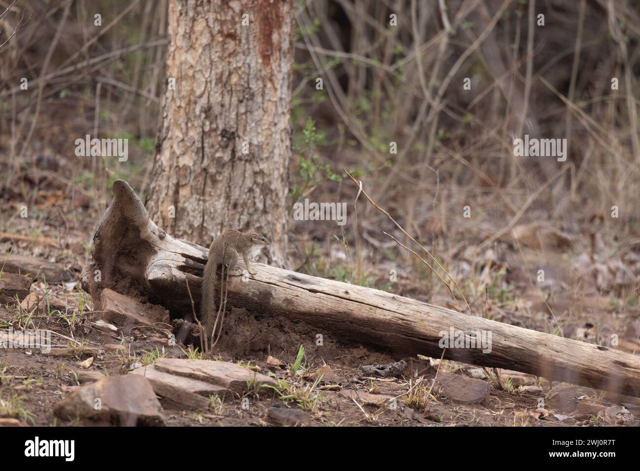 Madras Treeshrew, Anathana ellioti, Panna Tiger Reserve, Madhya Pradesh ...