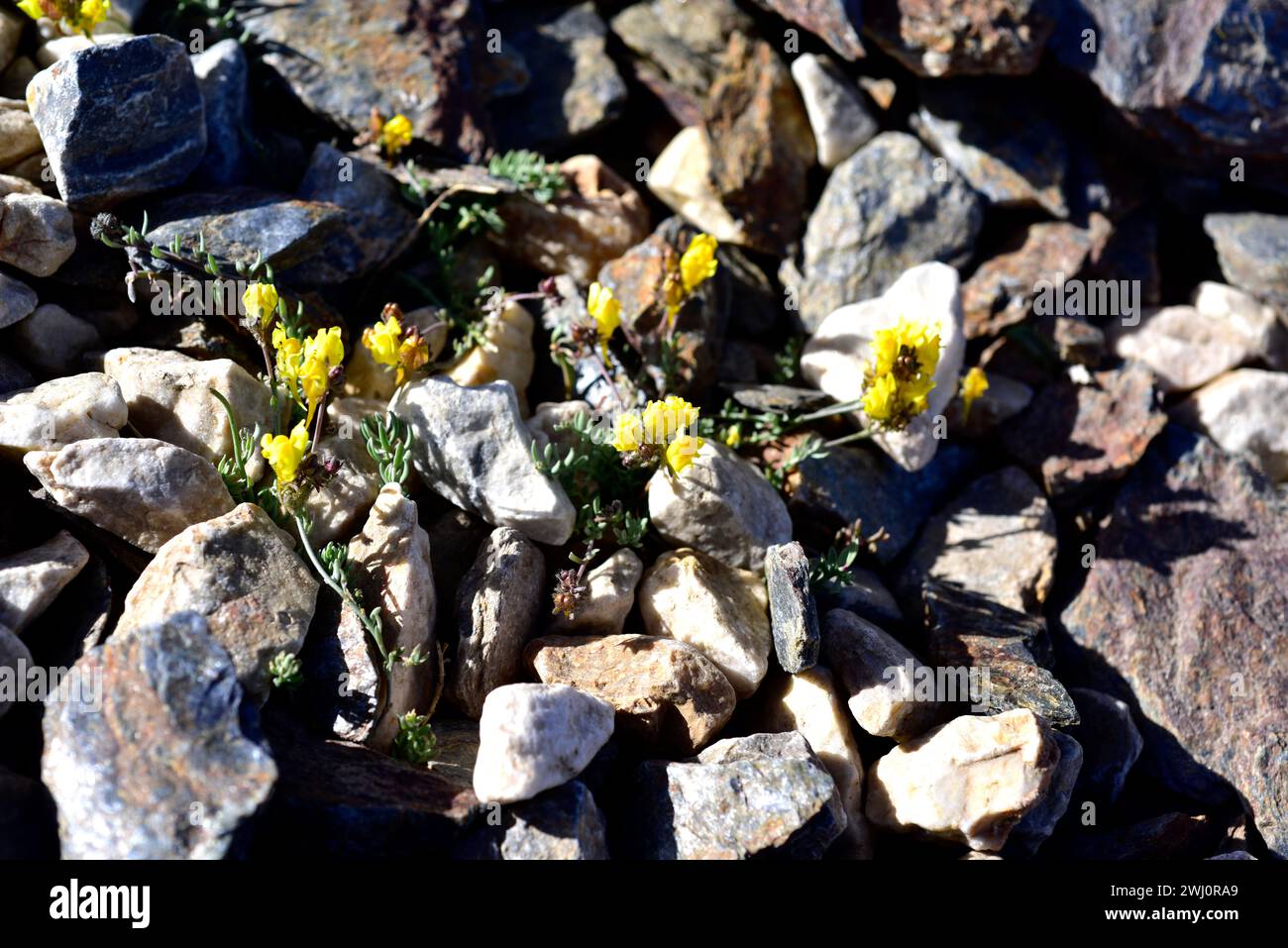 Linaria aeruginea nevadensis hi-res stock photography and images - Alamy