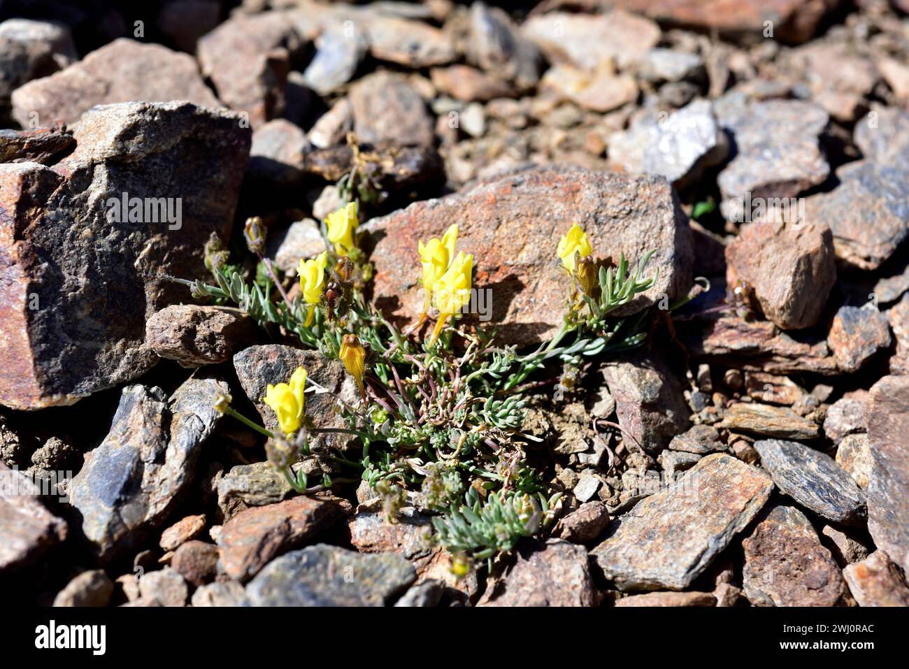 Linaria aeruginea nevadensis hi-res stock photography and images - Alamy