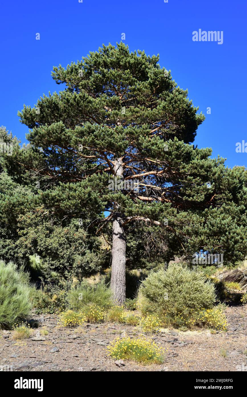 Pino albar de Sierra Nevada (Pinus sylvestris nevadensis) is a ...