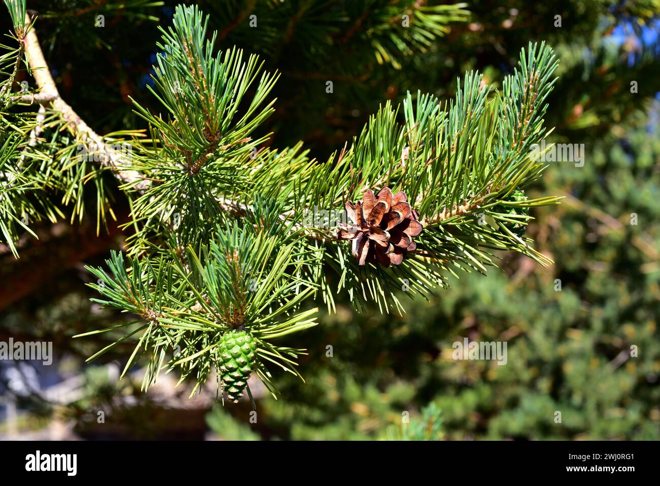 Pino albar hi-res stock photography and images - Alamy