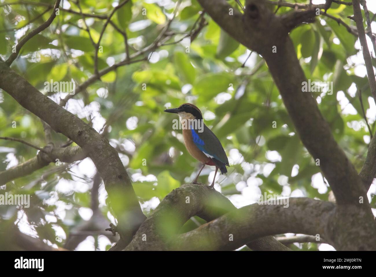 Mangrove pitta hi-res stock photography and images - Alamy