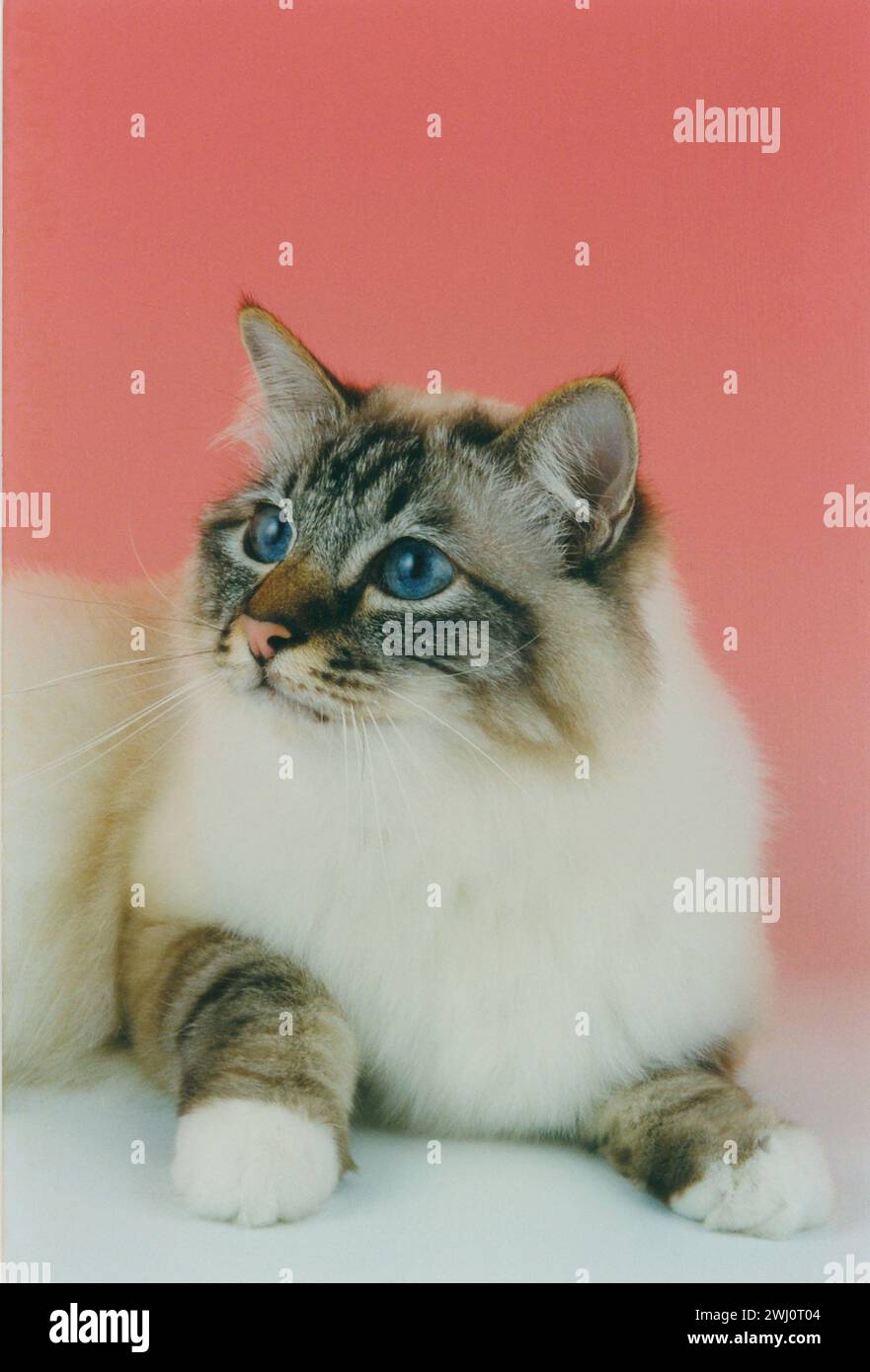 Seal point tabby hi-res stock photography and images - Alamy